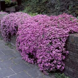 Saponaria Ocymoidea Pink (500 semenki) višegodišnja