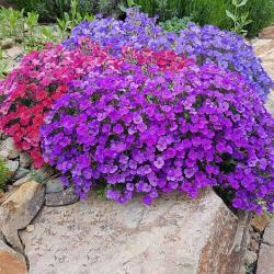 Aubretia Nana Compacta Mix (400 semenki)