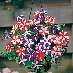 Petunia Franzy Star Mix (1000 semenki)