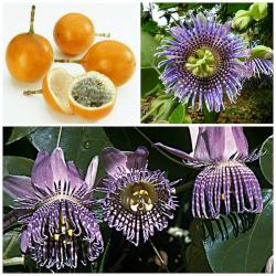 Passiflora Ligularis (25 semenki) Sweet Granadilla