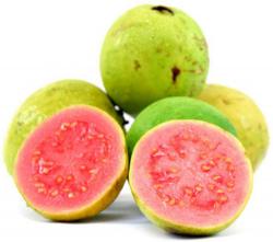 Psidium guajava - Guava (seme)