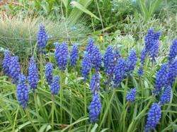 Divlji zumbul, Plava presličica (Muscari Armeniacum)