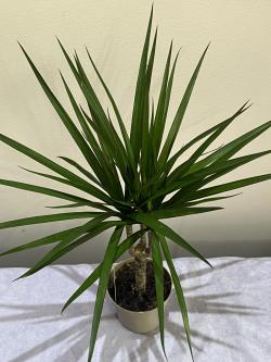 Dracena