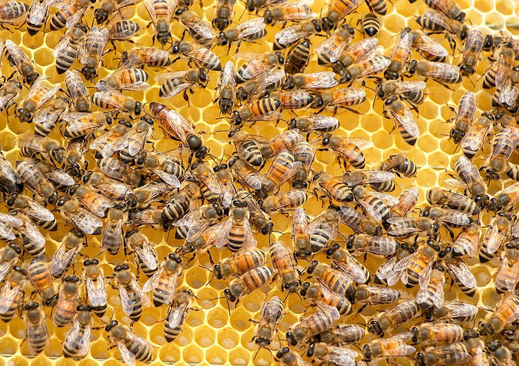 Продајем пчелиња друштва са прошлогодишњом матицом 100 евра, рој на 5