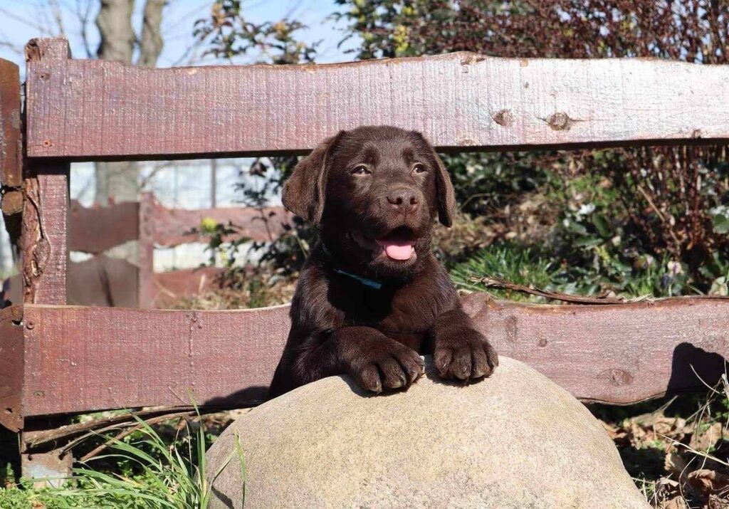 Izuzetna cokoladna štenad Labrador retrivera. Otac: DIZEL SA DELTE