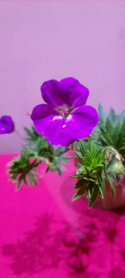 Geranijum ljubicasti - geranium