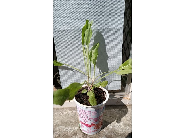 Kaloper - Tanacetum balsamita