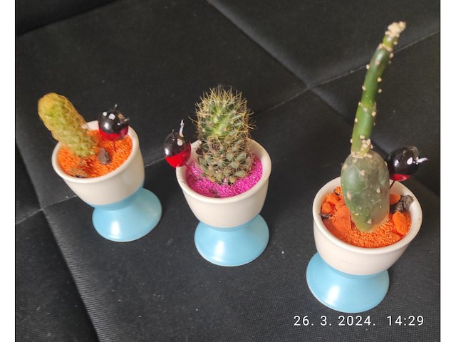 Dekorativni kaktusi ručni rad