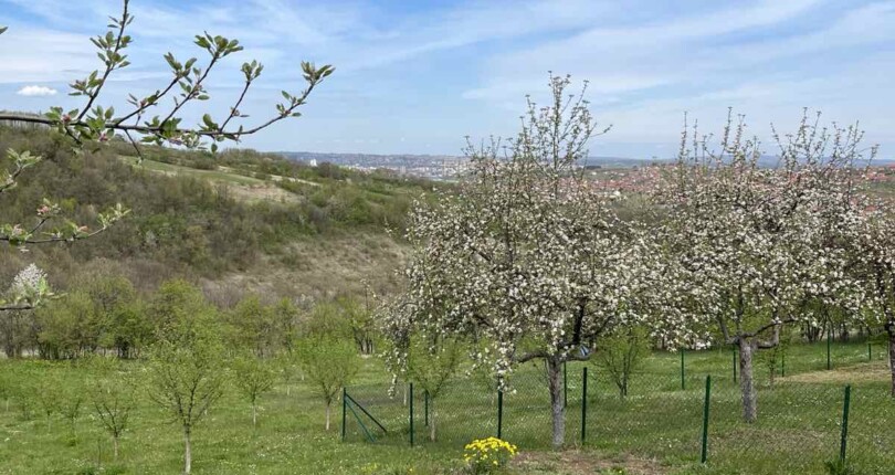 Prodajem plac 6km od centra Kragujevca