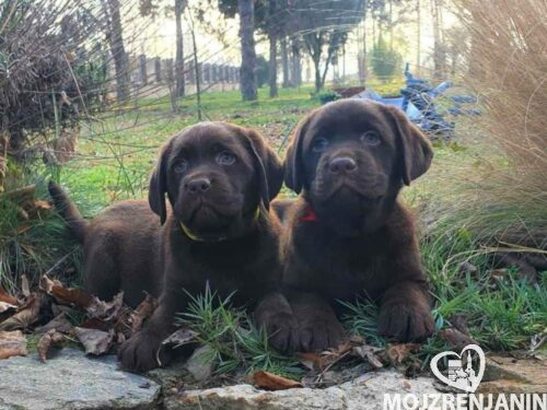 Labrador retriver čokoladni štenci