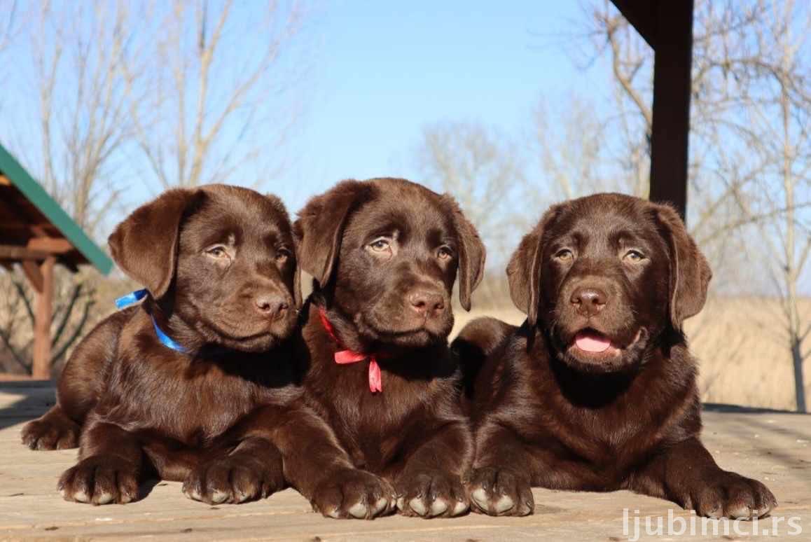 Labrador Retriver