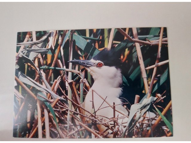 CARSKA BARA GAK (nycticorax nycticorax)