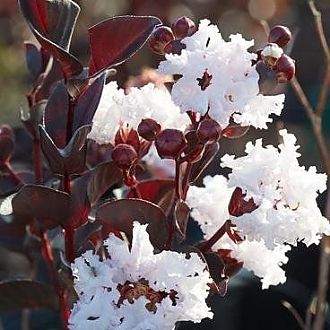 Lagerstroemia Indica Black Diamond Pure White - Indijski Jorgovan