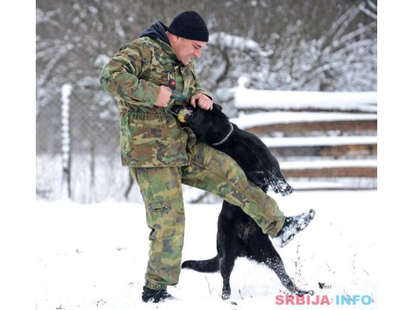 Nemački ovčar radni psi na prodaju