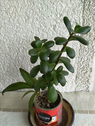 Crassula ovata - Japansko drvo / 30 cm