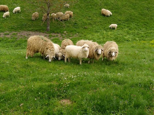 Na prodaju ovčja vuna