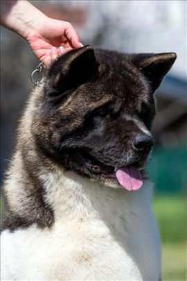 Američka Akita, mužjak šampion otvoren za parenje