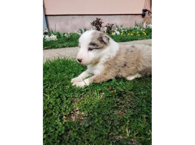 Štenci Border collie