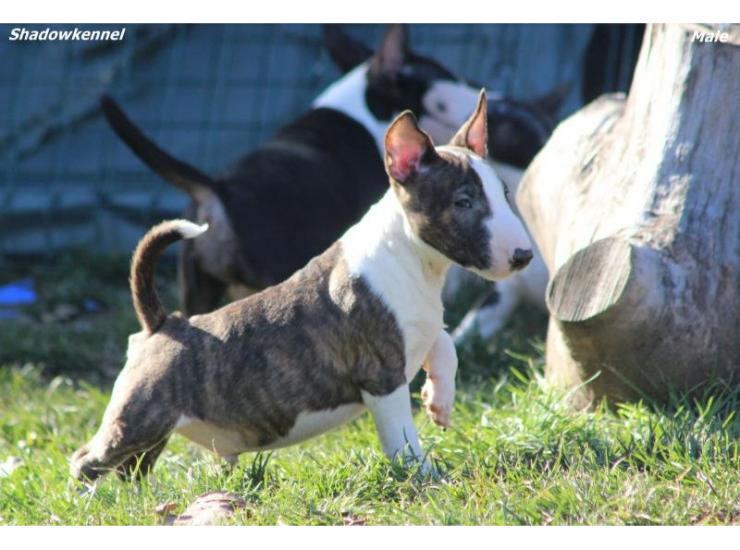 Mini bull terijer prelepi štenci