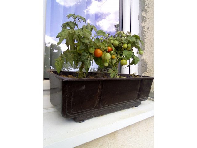 Balkonski čeri paradajz