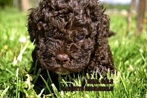 Lagotto Romagnolo iz Ideal Dale odgajivačnice