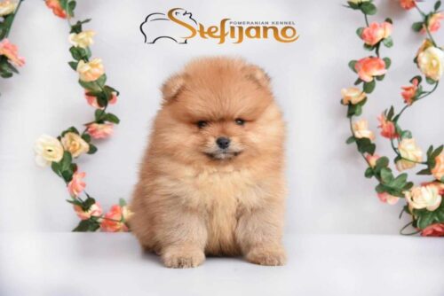 Pomeranac, pomeranian