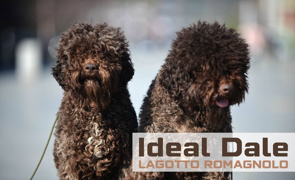 Lagotto Romagnolo štenci dostupni u odgajivačnici Ideal Dale Otkrijte