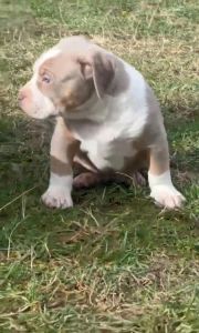 American Bully, Američki Buli štenci