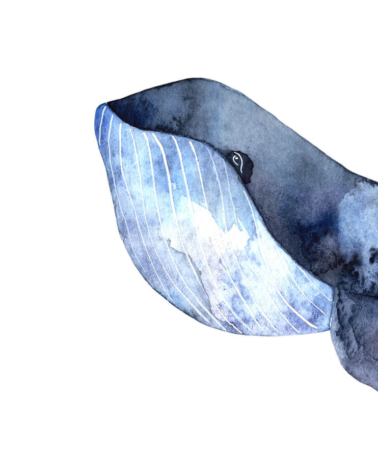 Blue whale – 1