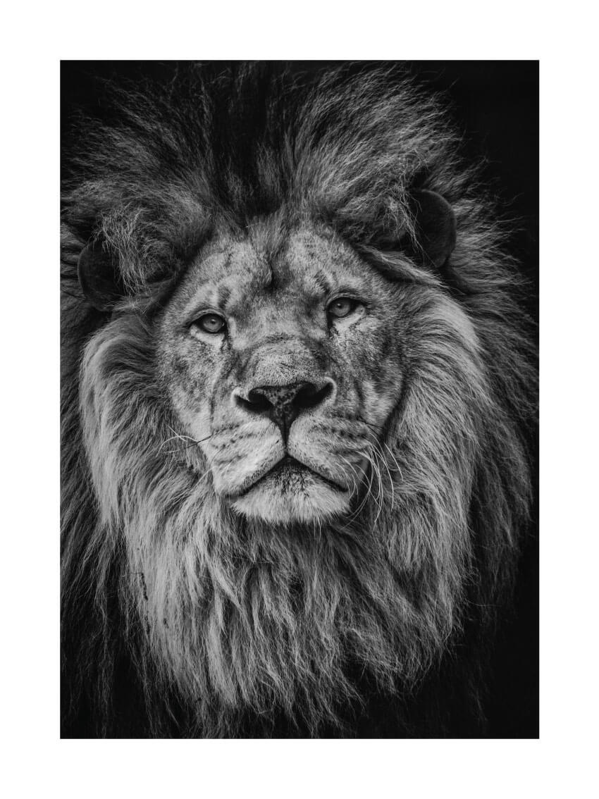 King Lion