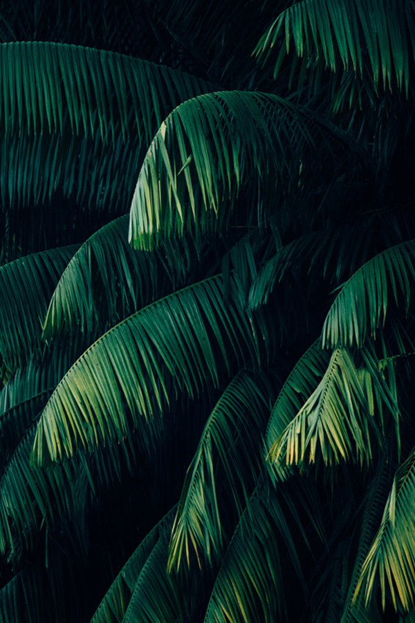 Palm Leaves