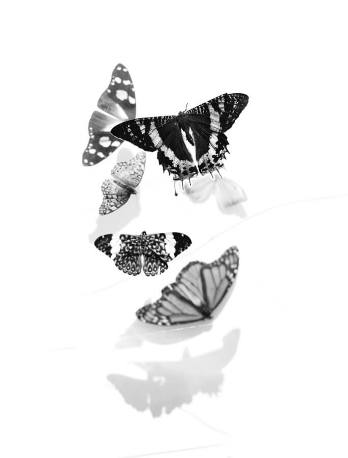 B&W Butterflies