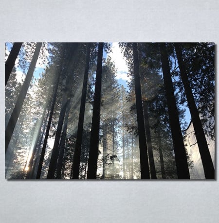 Slike na platnu Mračna šuma Nina30195_P
