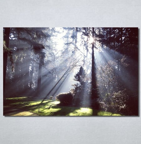 Slike na platnu Svetlost u šumi Nina30180_P