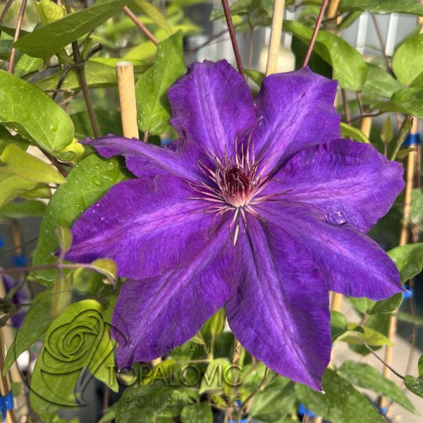 Clematis viticella ' • C2,5 L • 70 cm