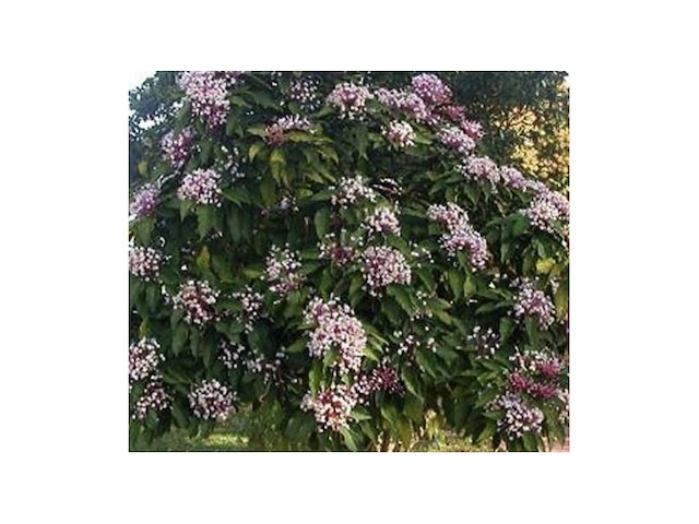 Clerodendrum trichotomum mirišljavi cvet