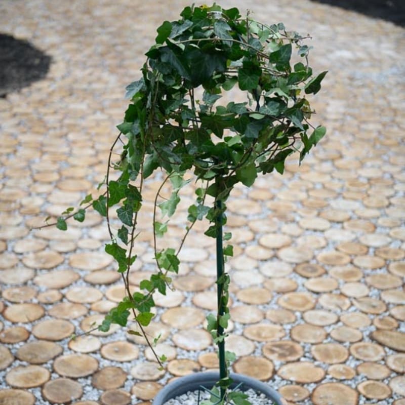 Metalni oslonac za biljke kugla, 47×153 cm