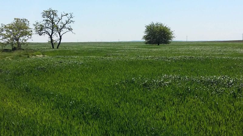 Ulaz u Žabalj, Žabalj, Vračara