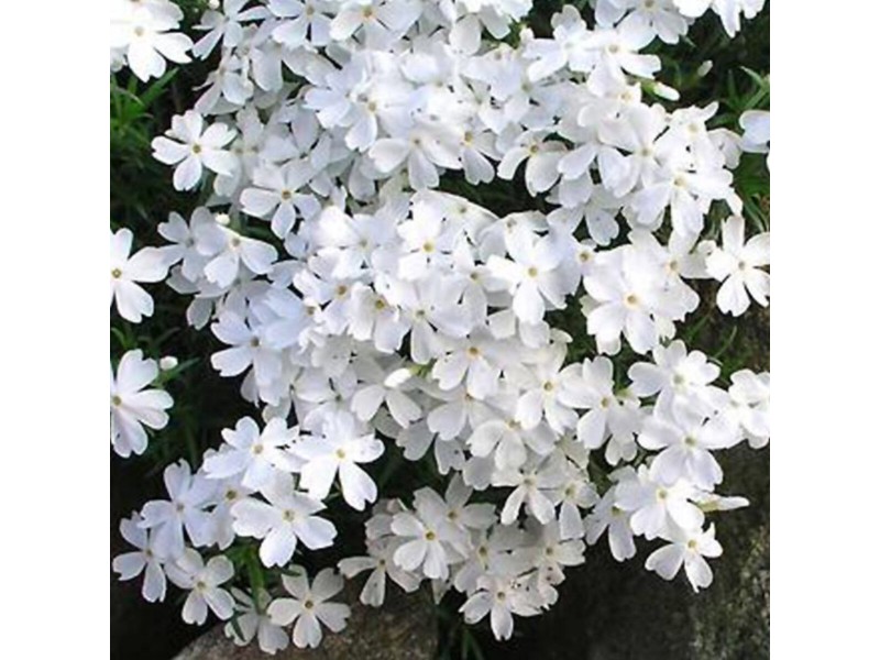 FLOKS polegli- Phlox subulata - beli