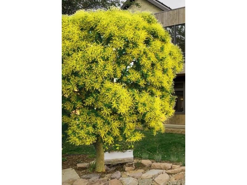 Koelreuterija paniculata - medonosno drvo