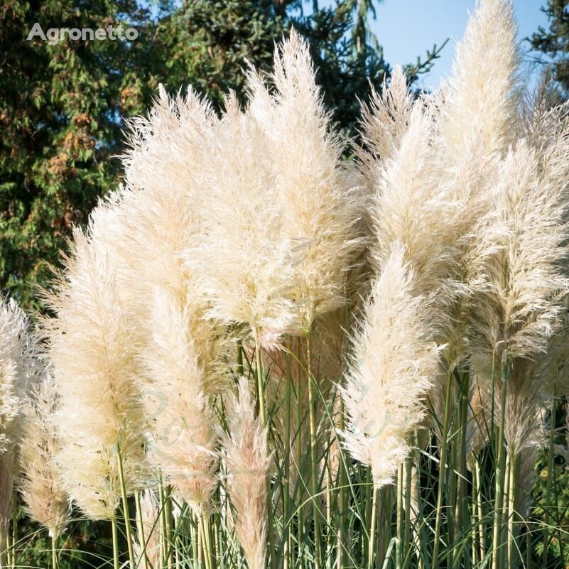 Tsortaderia selloana 'Vhite Feather' pampas trava