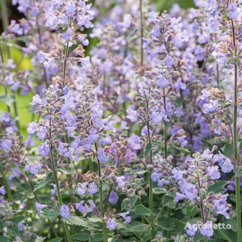 Kotsimietka Faassena Nepeta faassenii 'Purrsian Blue'