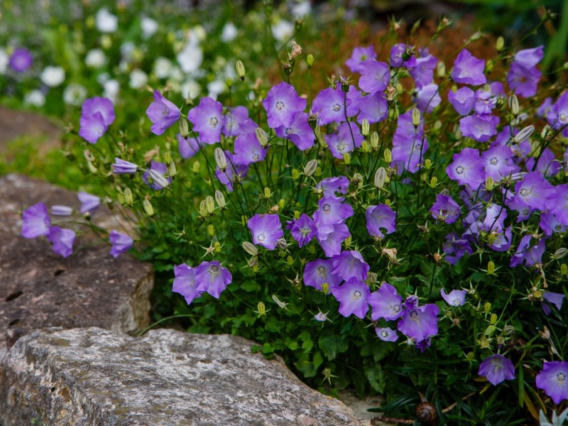 Karpatski zvoncic - campanula carpatika