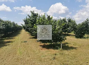 Prodaja Građevinsko zemljište - Surčin, Progar