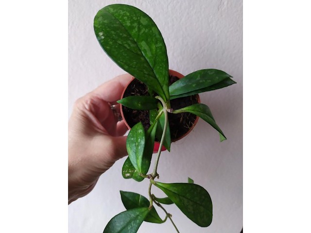 Hoya Crassipetiolata `splash` -reznica