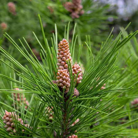 Pinus Sylvestris - Beli Bor