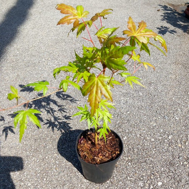 Acer palmatum Atropurpureum 25 cm
Acer palmatum Atropurpureum 25 cm