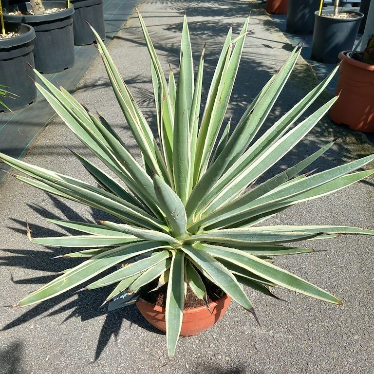 Agave 30 – 70 cm