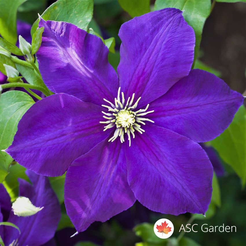 Clematis ‘Jackmanii’ 50 cm