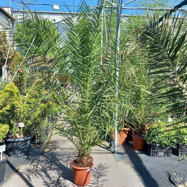 Phoenix canariensis – Feniks palma 240 cm